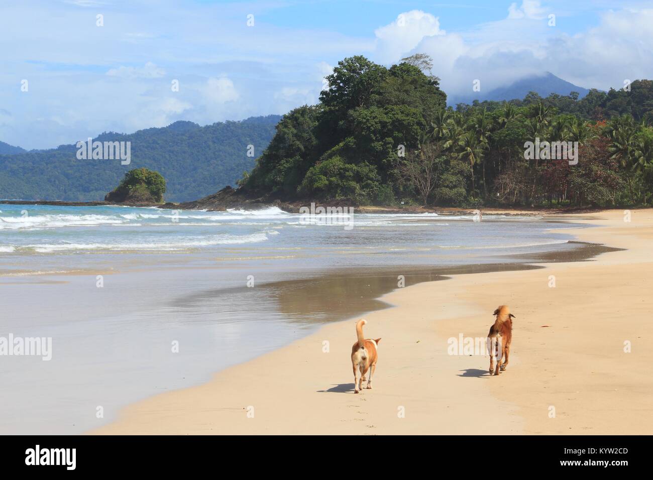 Dog friends on a beach - Sabang beach in Palawan island, Philippines ...