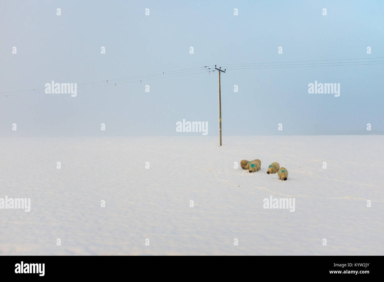 Bond sheep hi-res stock photography and images - Alamy