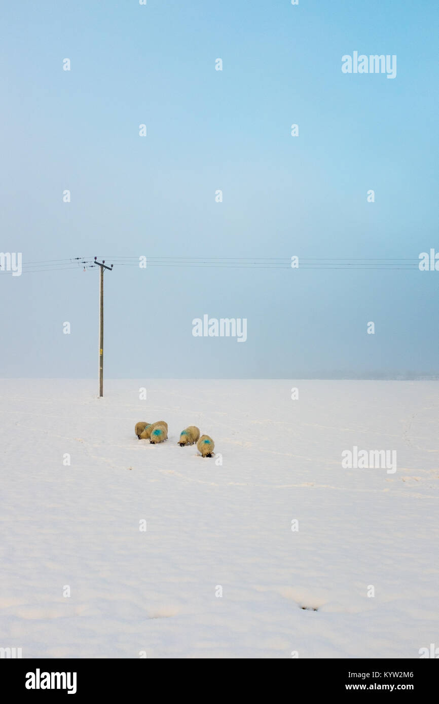 Bond sheep hi-res stock photography and images - Alamy