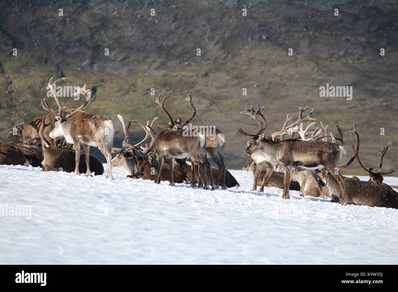 Jotunheimen National Park Animal High Resolution Stock Photography and ...