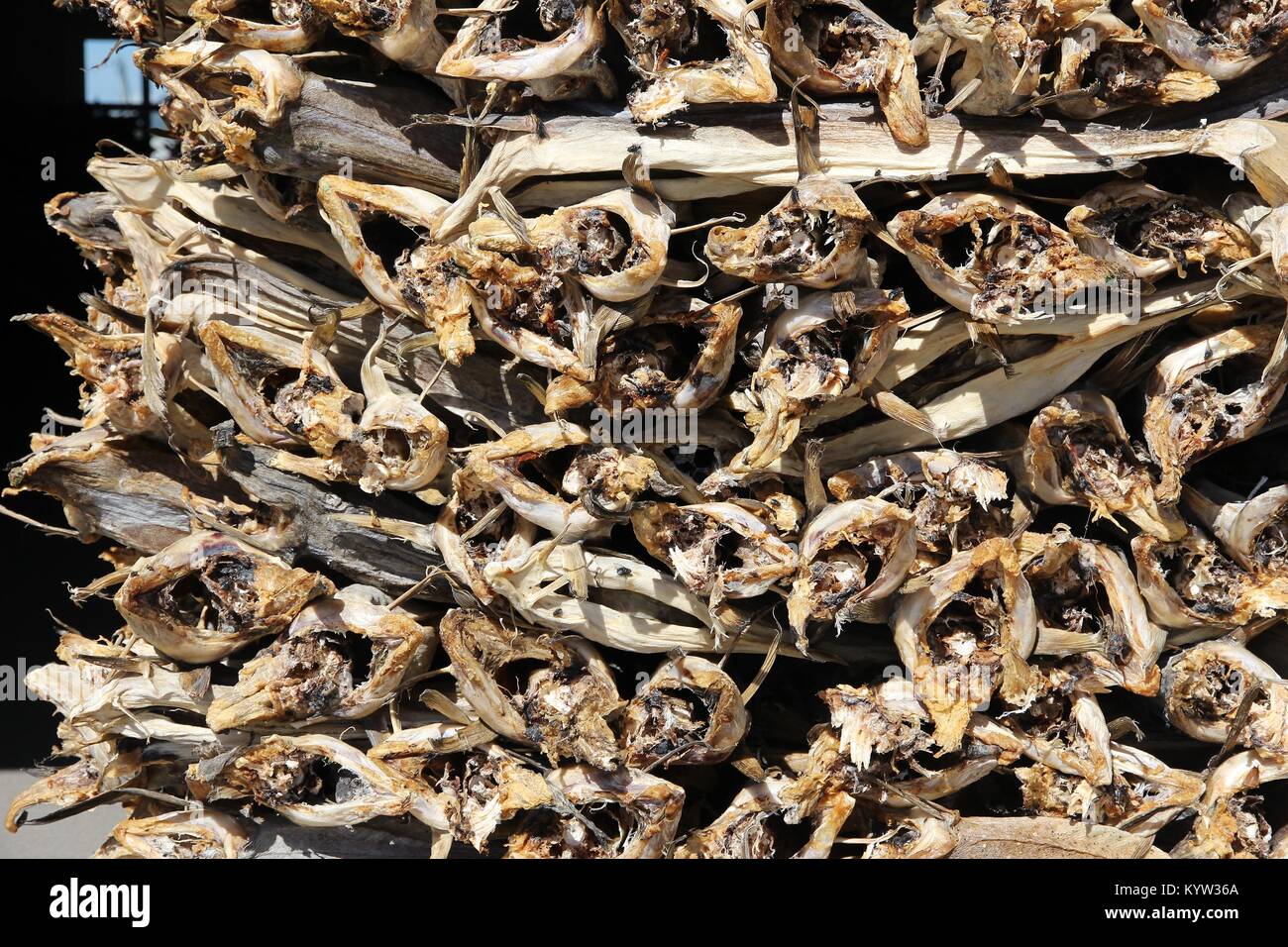 Dried fish in Norway - sun dried cod stockfish in Lofoten. Traditional ...