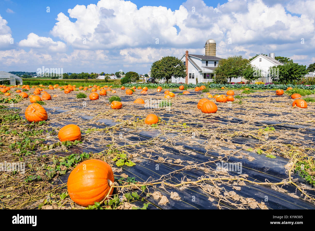 Giant pumpkins in Amish Country in Pennsylvania, USA Stock Photo - Alamy