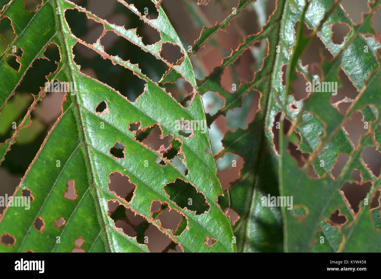 Hole with leaf hi-res stock photography and images - Alamy