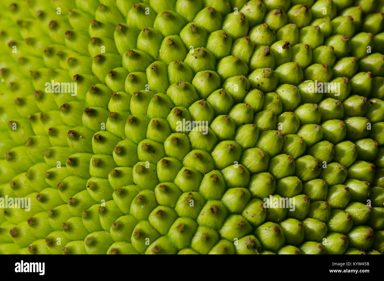jack fruit skin tecture background for wallpaper, backdrop, mockup ...