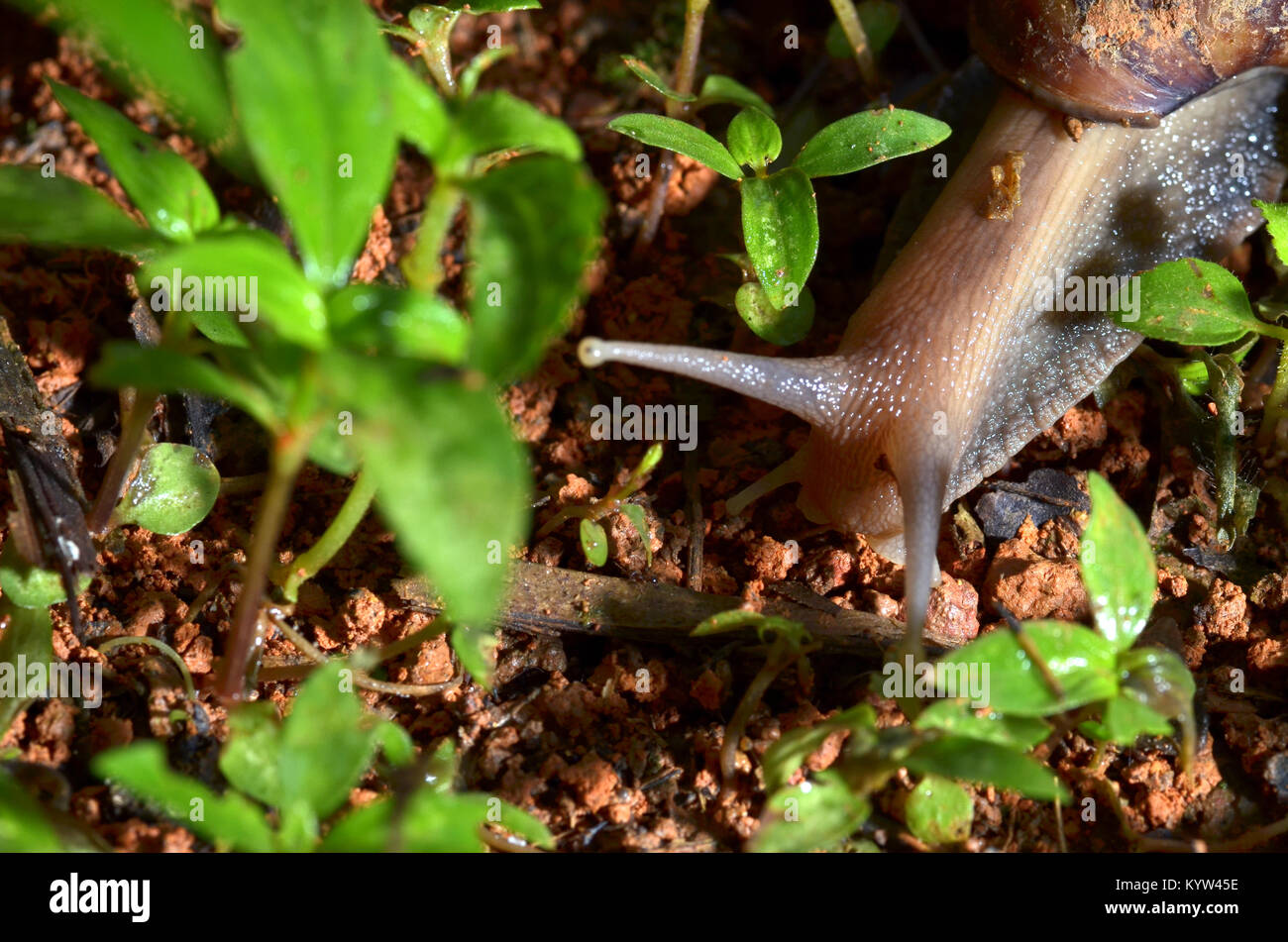Wet antenna hi-res stock photography and images - Alamy