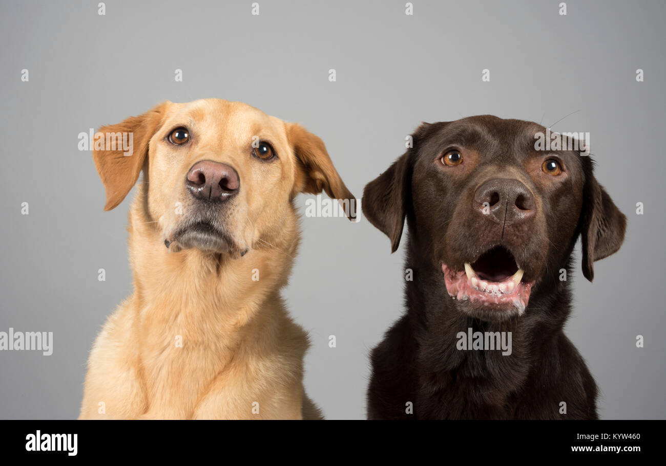 chocolate lab & yellow lab, UK Stock Photo - Alamy