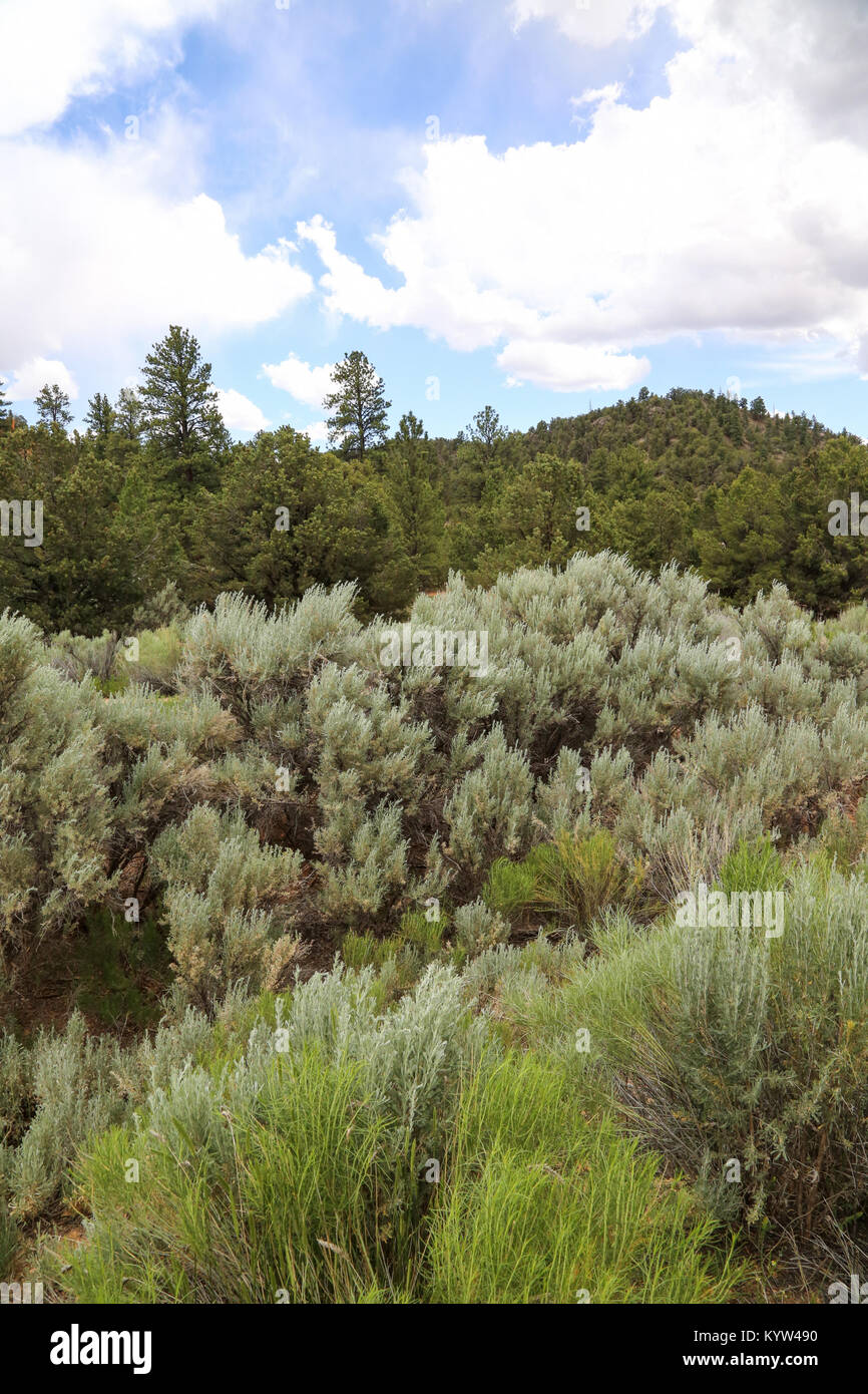 Sage Brush alongside UT-12 in Red Canyon near Panguitch, Utah Stock ...
