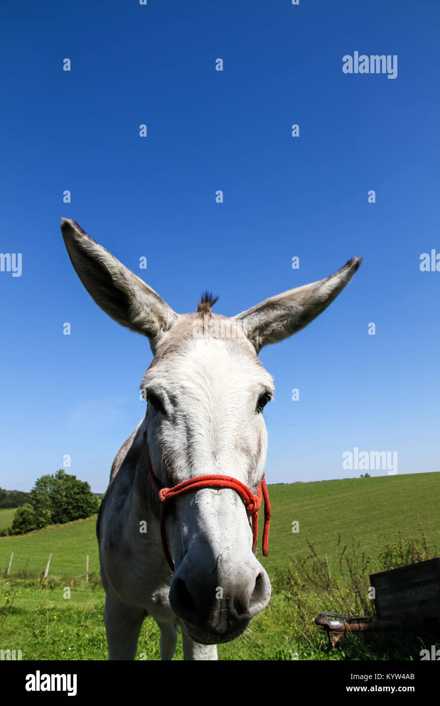Close white donkey portrait photographed with a wide-angle lens ...