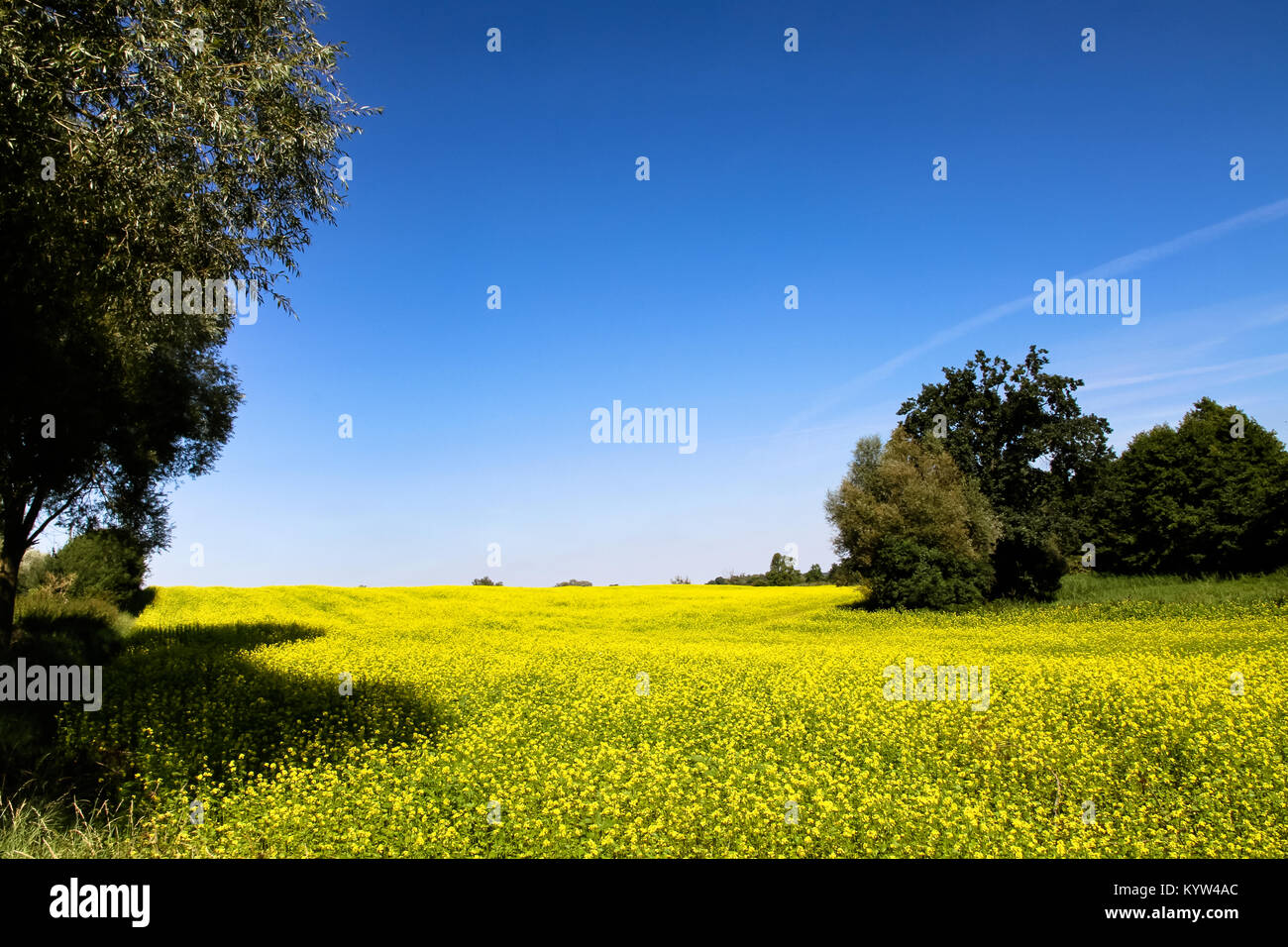 Rapeseed field with blossoming yellow canola flowers (genus Brassica ...