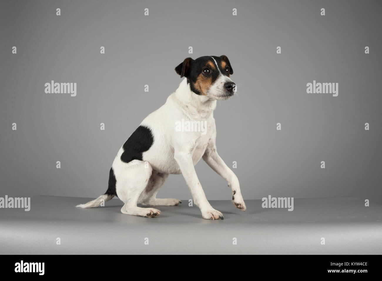 Jack russell terrier sitting full hi-res stock photography and images ...