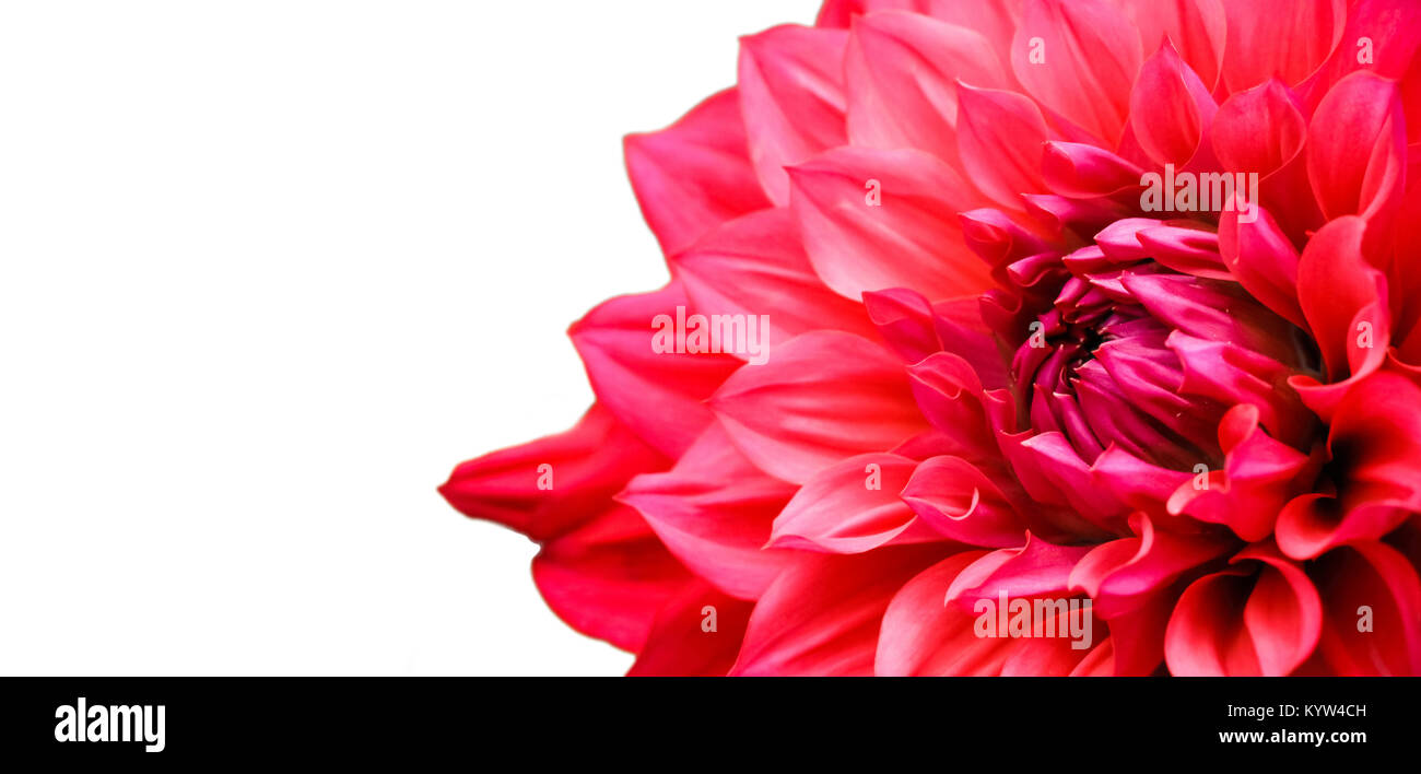 Red pink dahlia flower details macro photography border frame. Photo ...