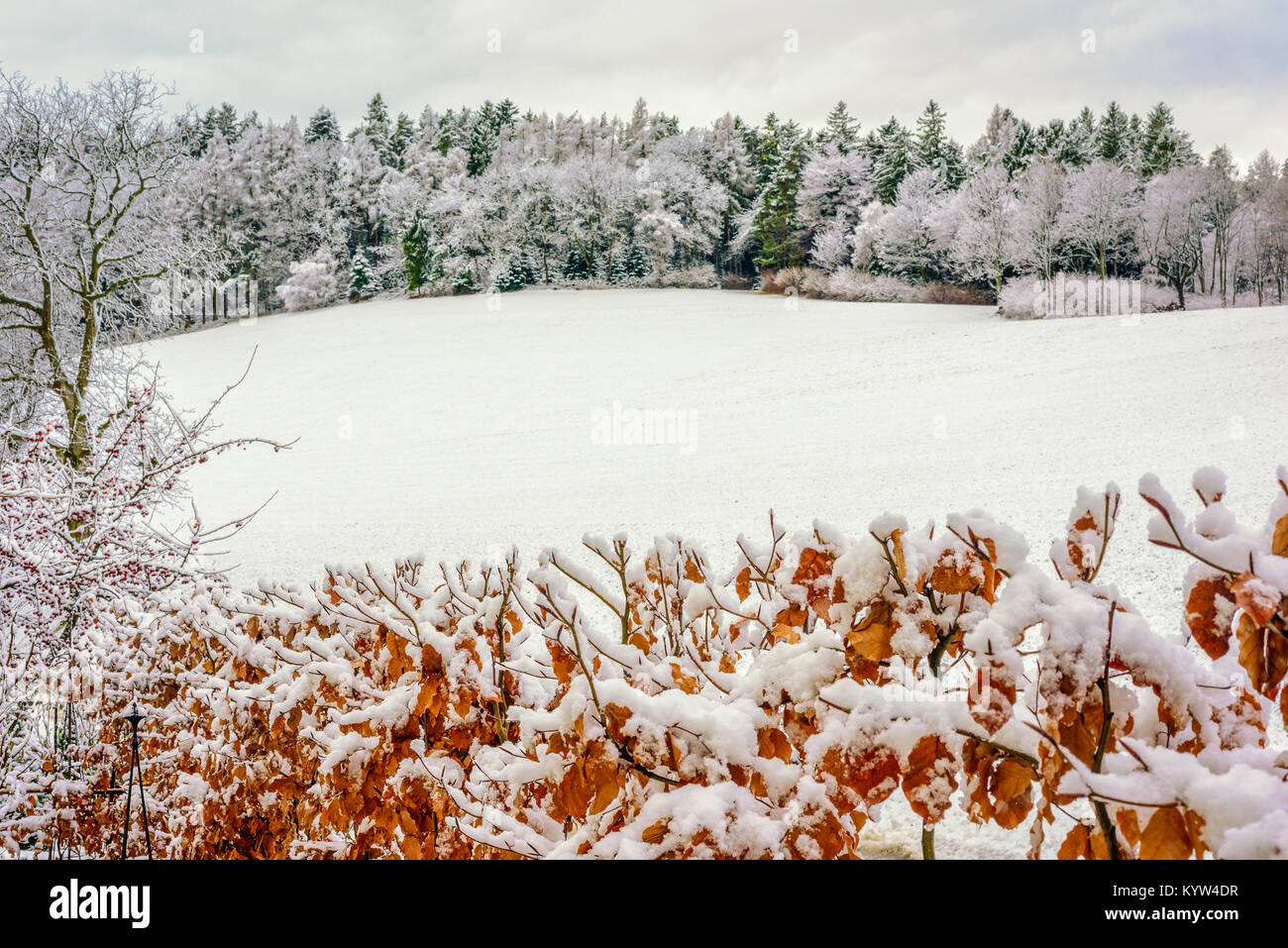 Outdoor idyllic winter color image of a red brown copper beech with ...