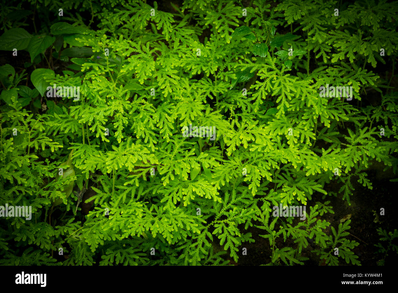 Beautiful leaf pattern background Stock Photo - Alamy