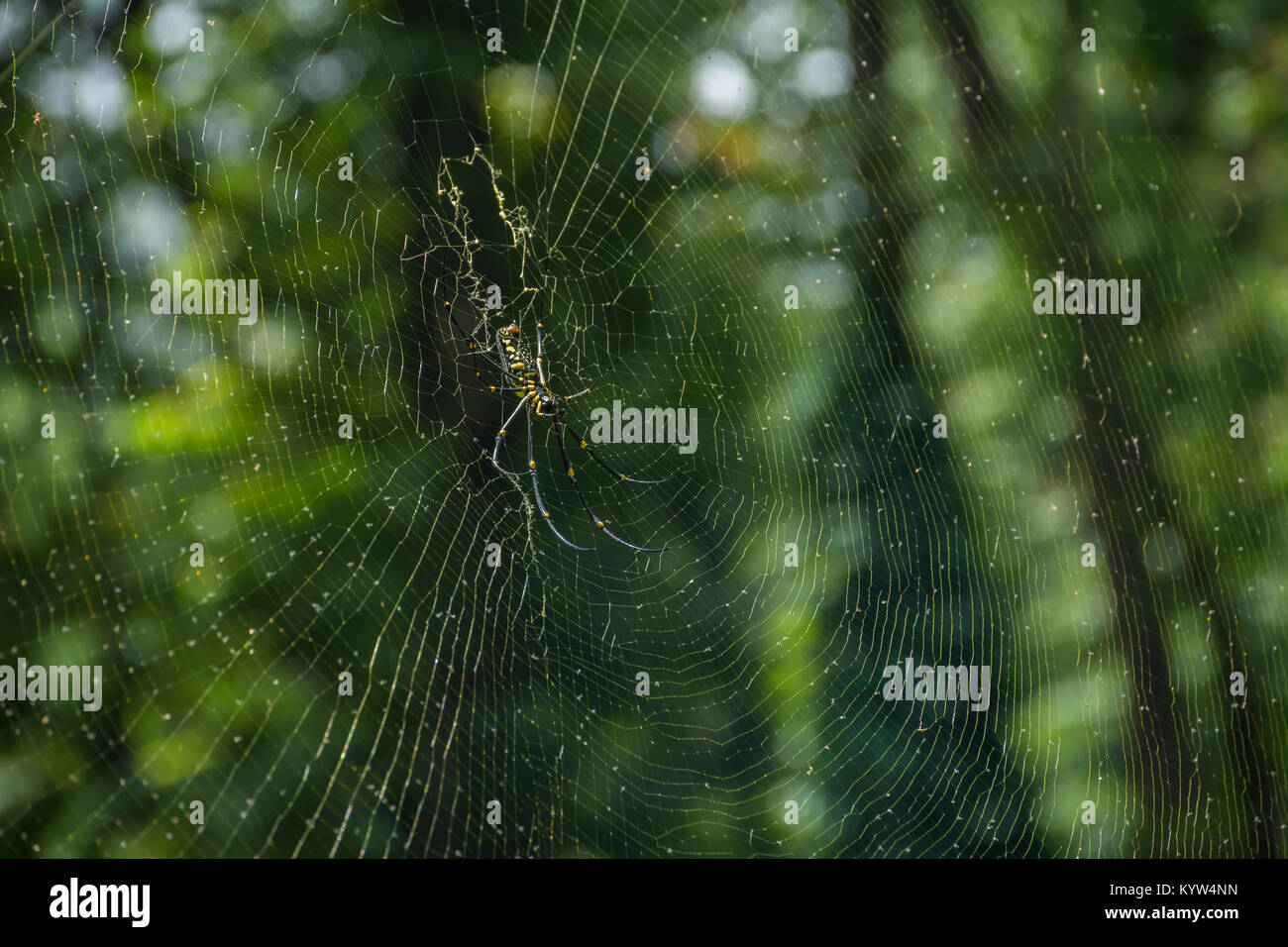 Spiders of kerala hi-res stock photography and images - Alamy