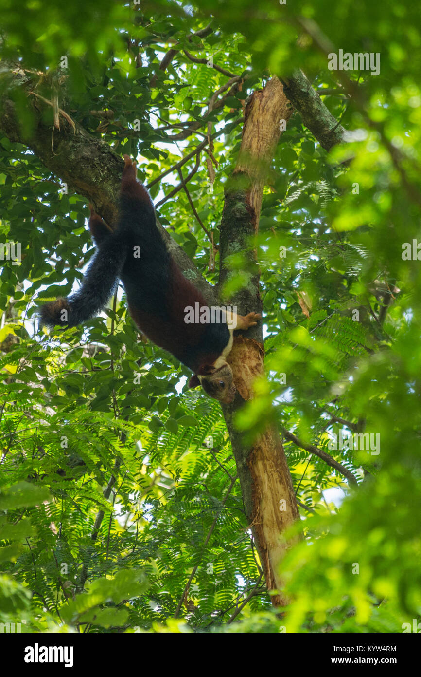 Indian giant malabar squirrel ratufa hi-res stock photography and ...