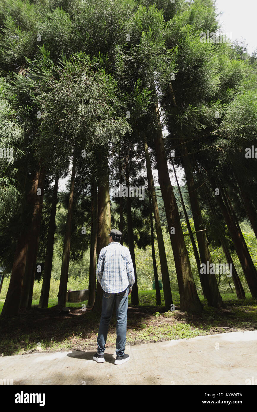 A man stands under the lush fir trees Stock Photo - Alamy