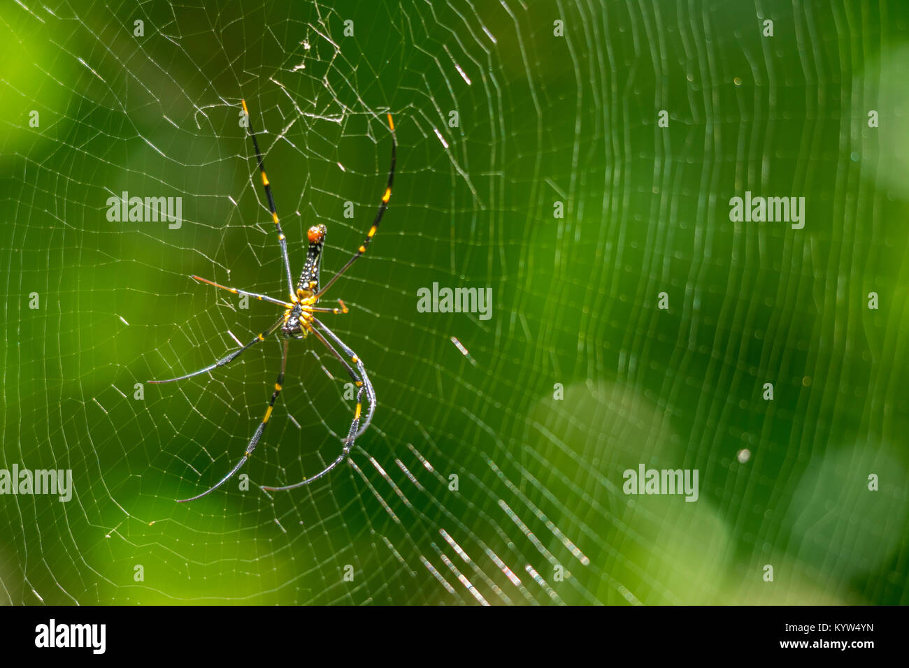 Nephila pilipes spider on web Stock Photo - Alamy