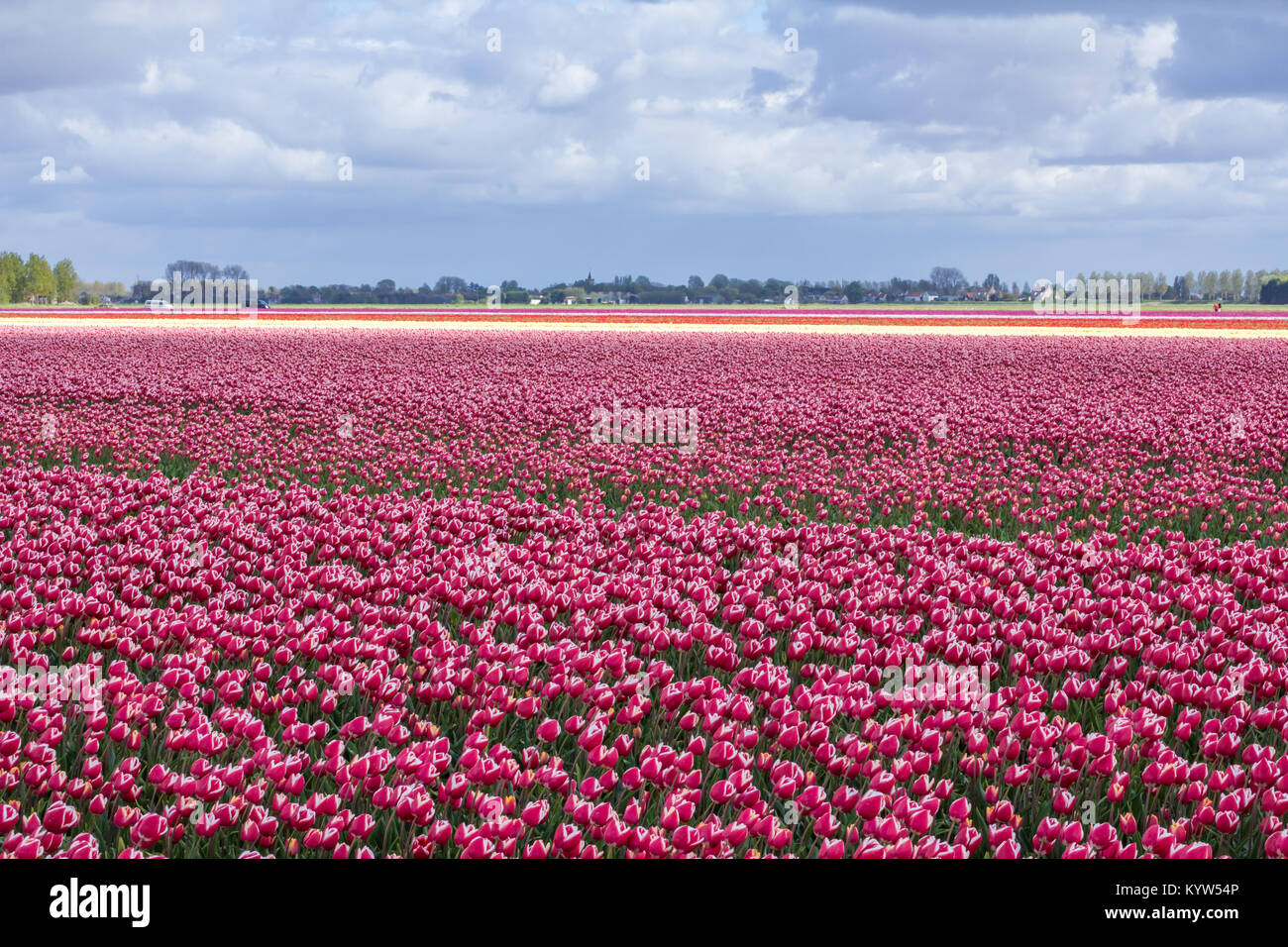 blooming dutch spring tulip field Stock Photo - Alamy