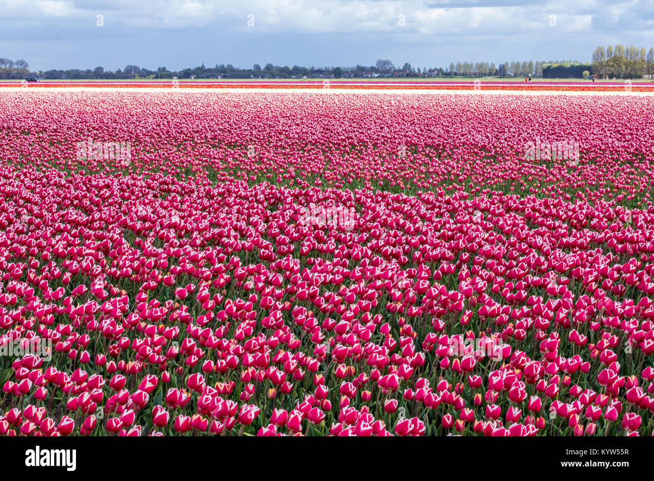 dutch springtime flower fields Stock Photo - Alamy
