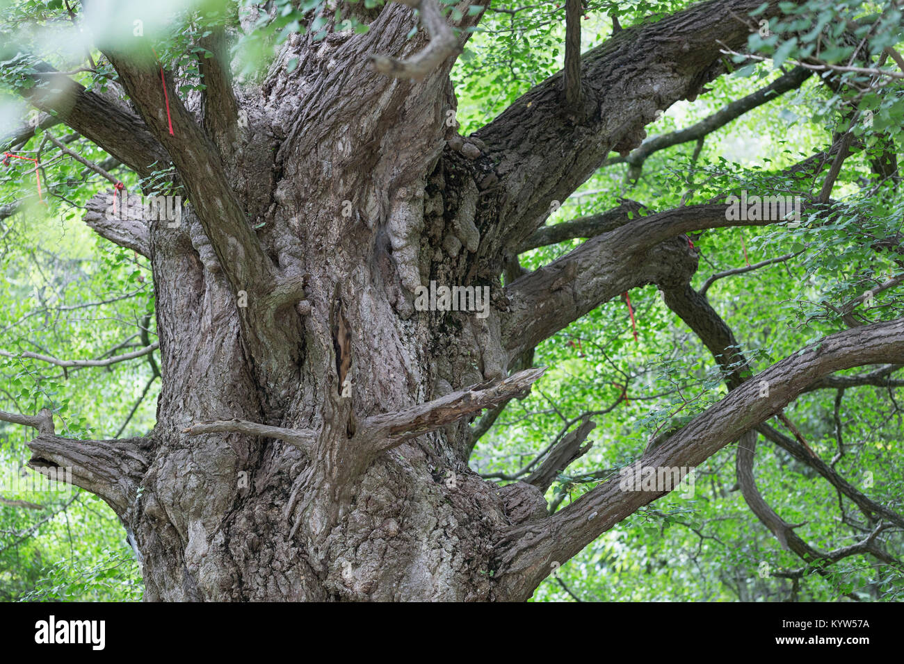 The close up of an ancient huge ginkgo tree Stock Photo - Alamy