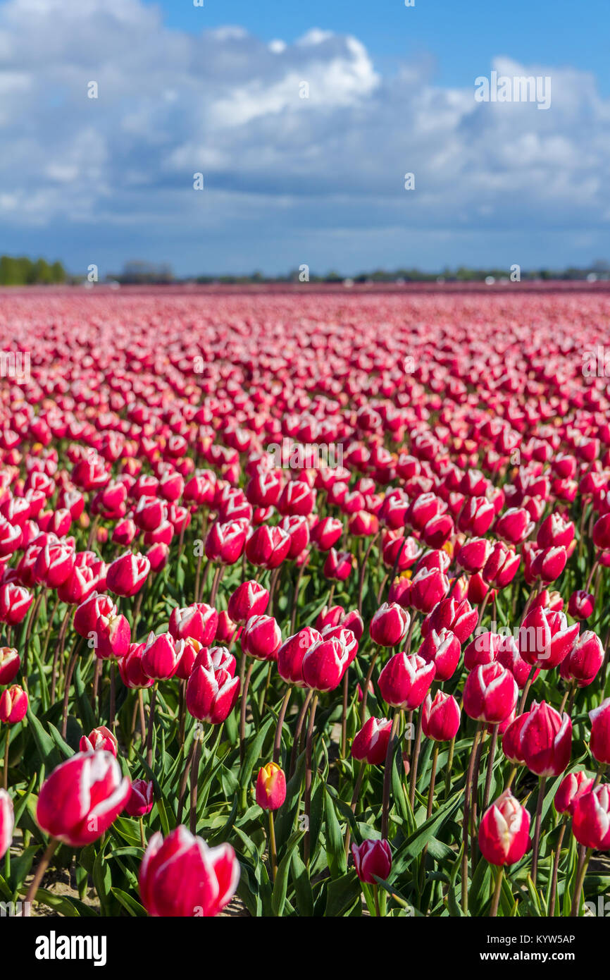 typical Dutch tulip fields in the spring Stock Photo - Alamy