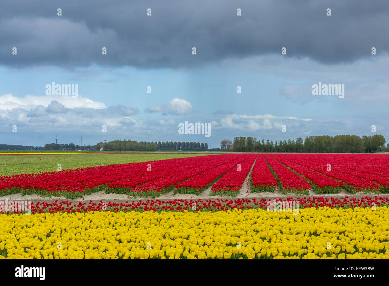 Typical dutch bulb field hi-res stock photography and images - Alamy