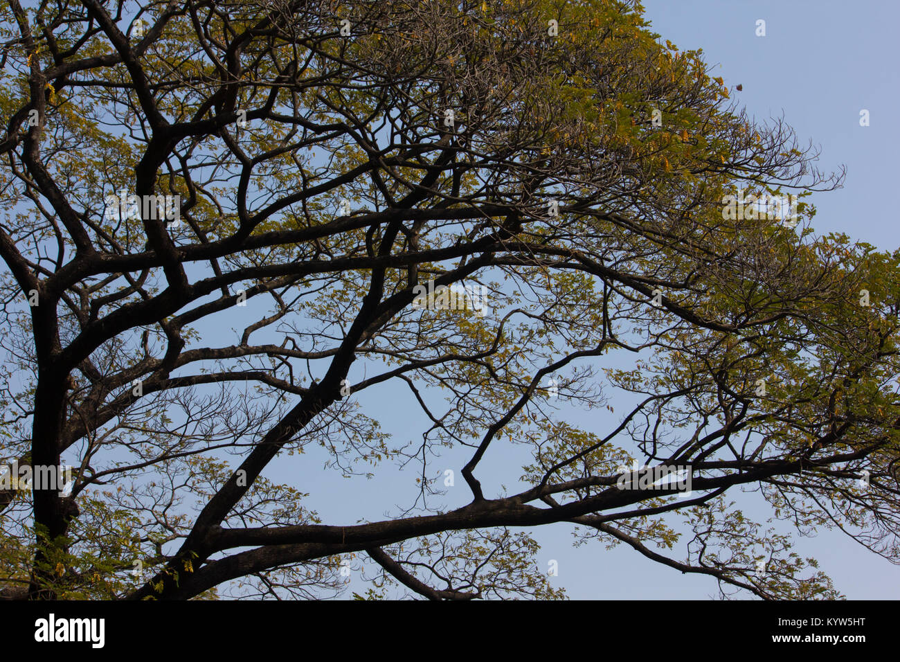 Close up of Green Big tree or Giant Rain Tree Stock Photo - Alamy