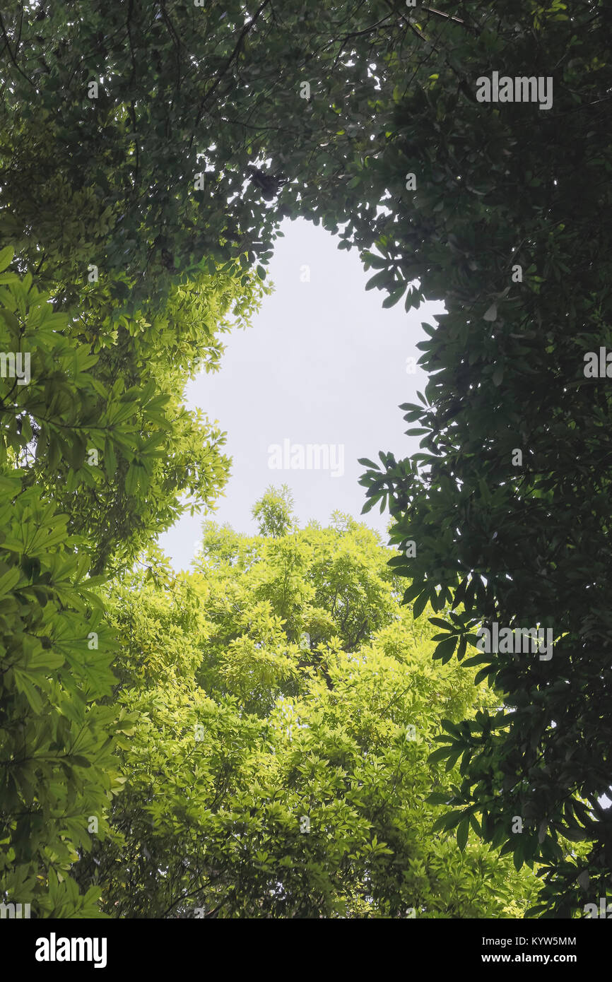 Look up at trees hi-res stock photography and images - Alamy