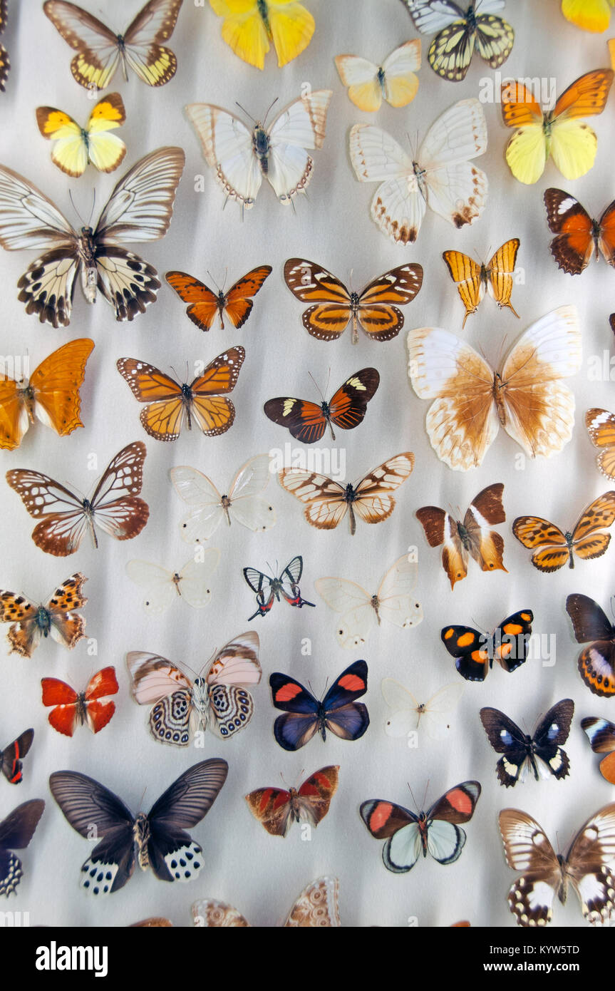 Display of insects and butterflies hi-res stock photography and images ...