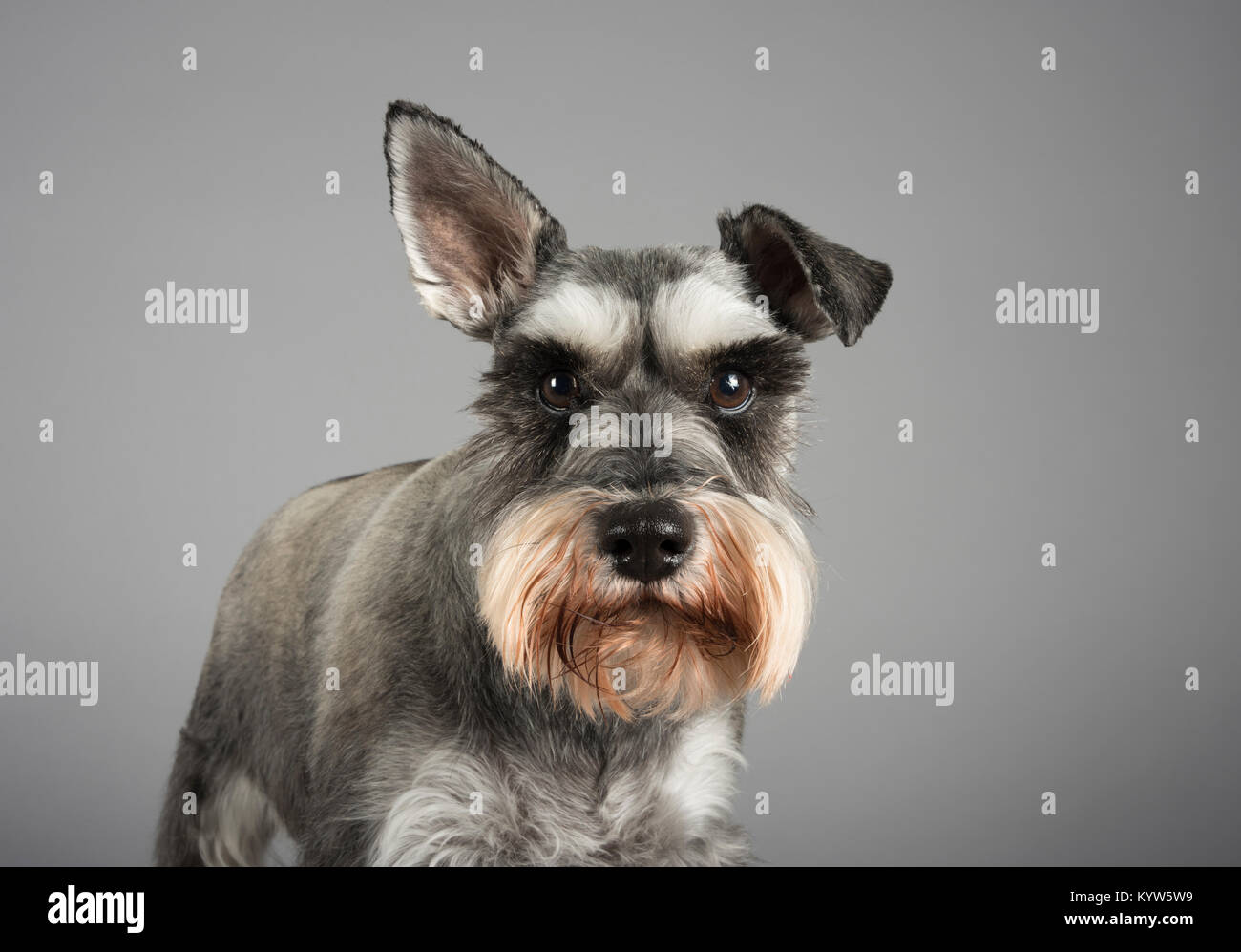 Portrait of a male, Miniature Schnauzer, 4 yrs, pet dog in the UK Stock ...