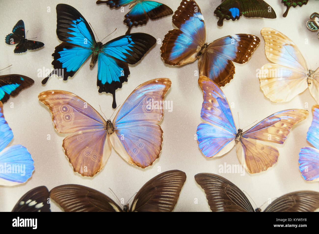 Insect bug display Stock Photo - Alamy
