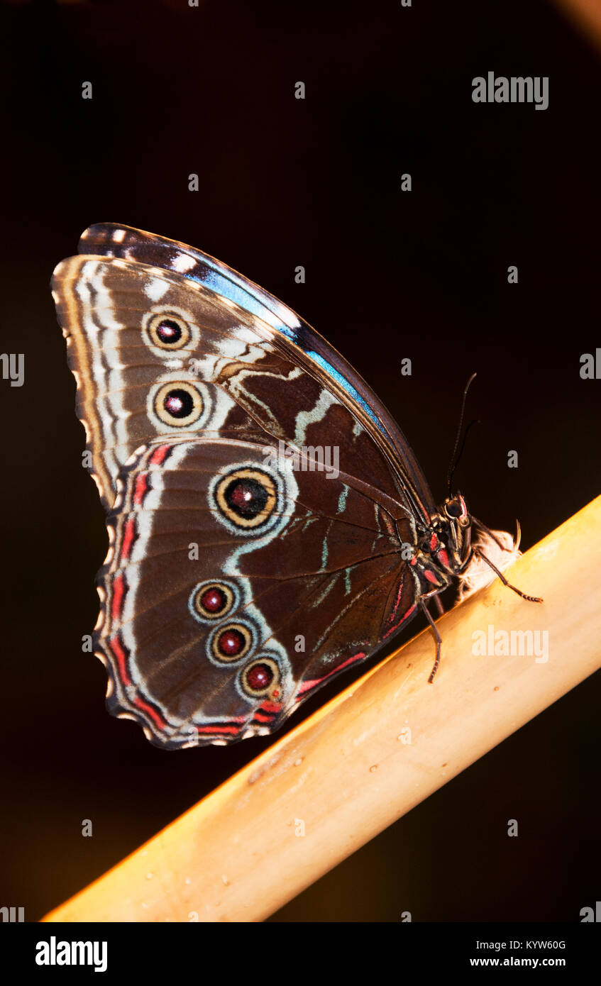 Butterfly display hi-res stock photography and images - Alamy