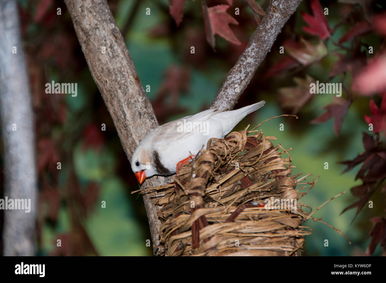 Bird guarding nest Stock Photo - Alamy