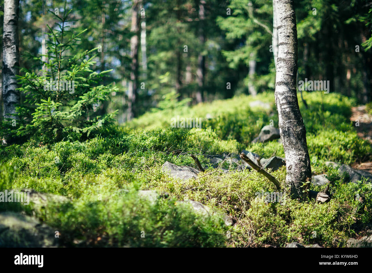 Piece of wild nature with bush, stones and birch closeup. Natural calm ...