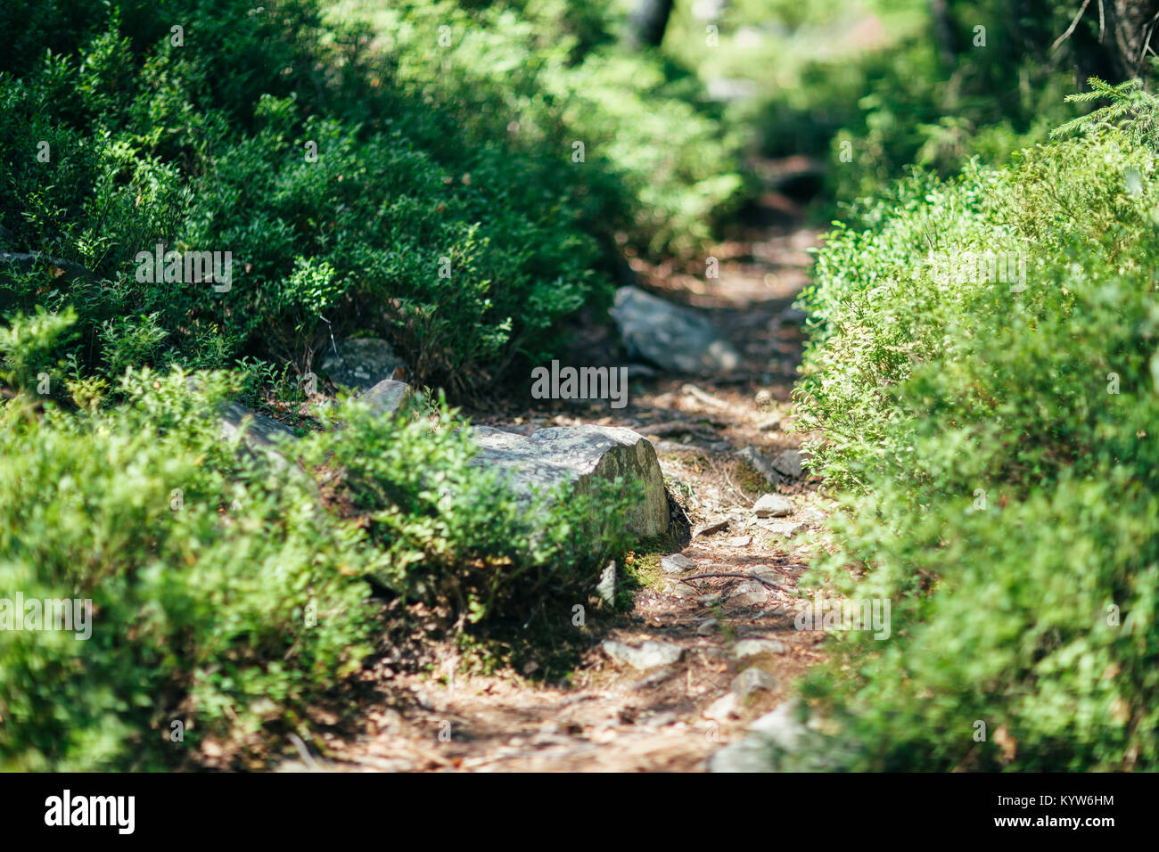 Path with stones between the bushes in the forest, close-up. Stony road ...
