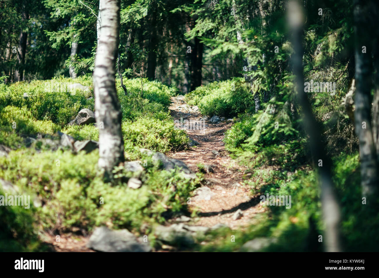 Path with stones between the bushes in the forest, close-up. Stony road ...
