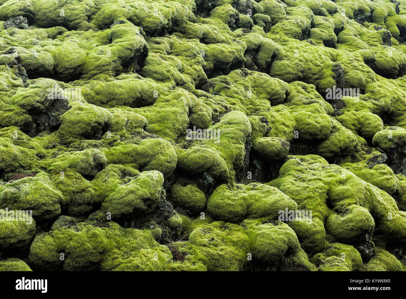 Mossy Lava Rocks Stock Photo - Alamy
