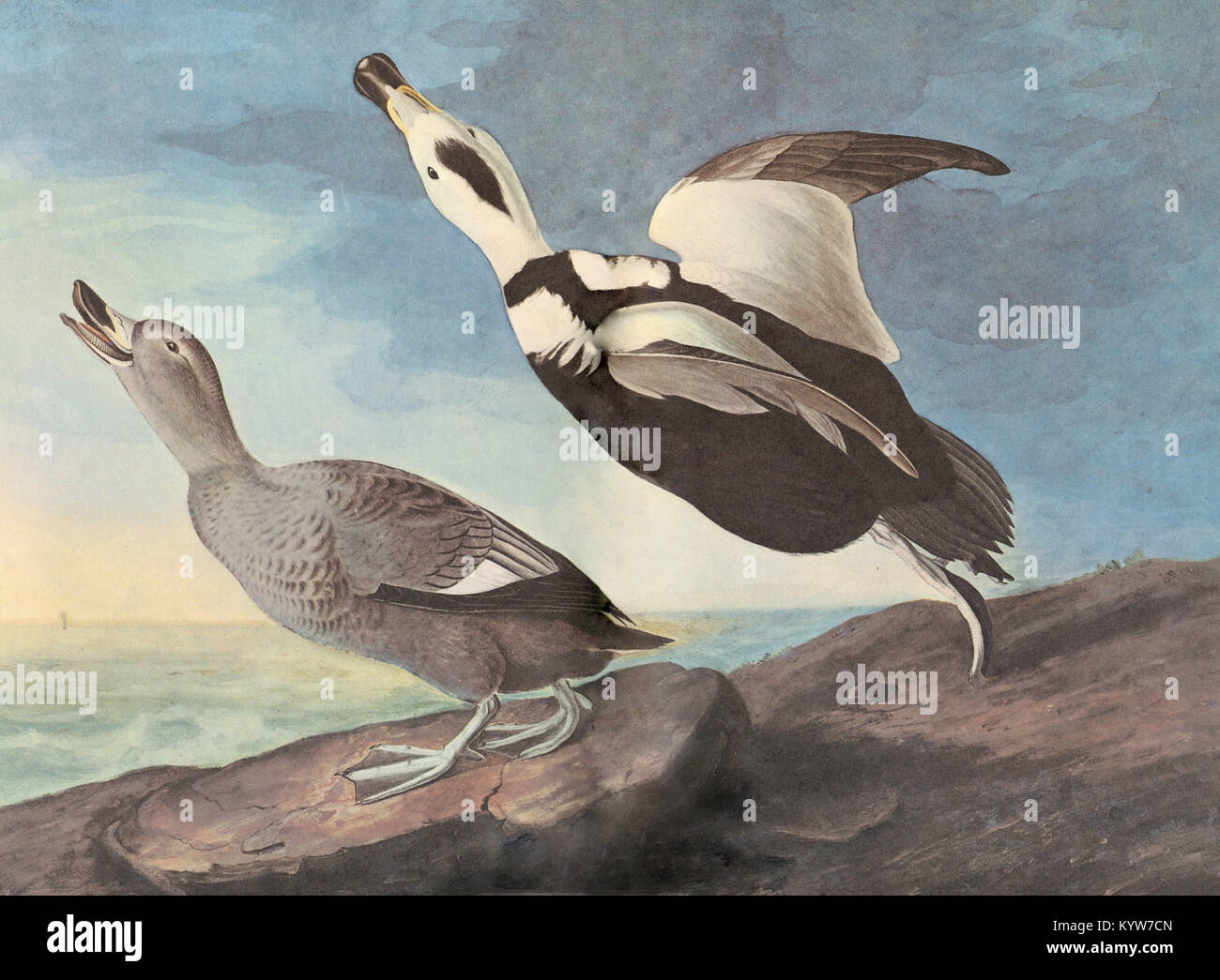 Labrador duck hi-res stock photography and images - Alamy