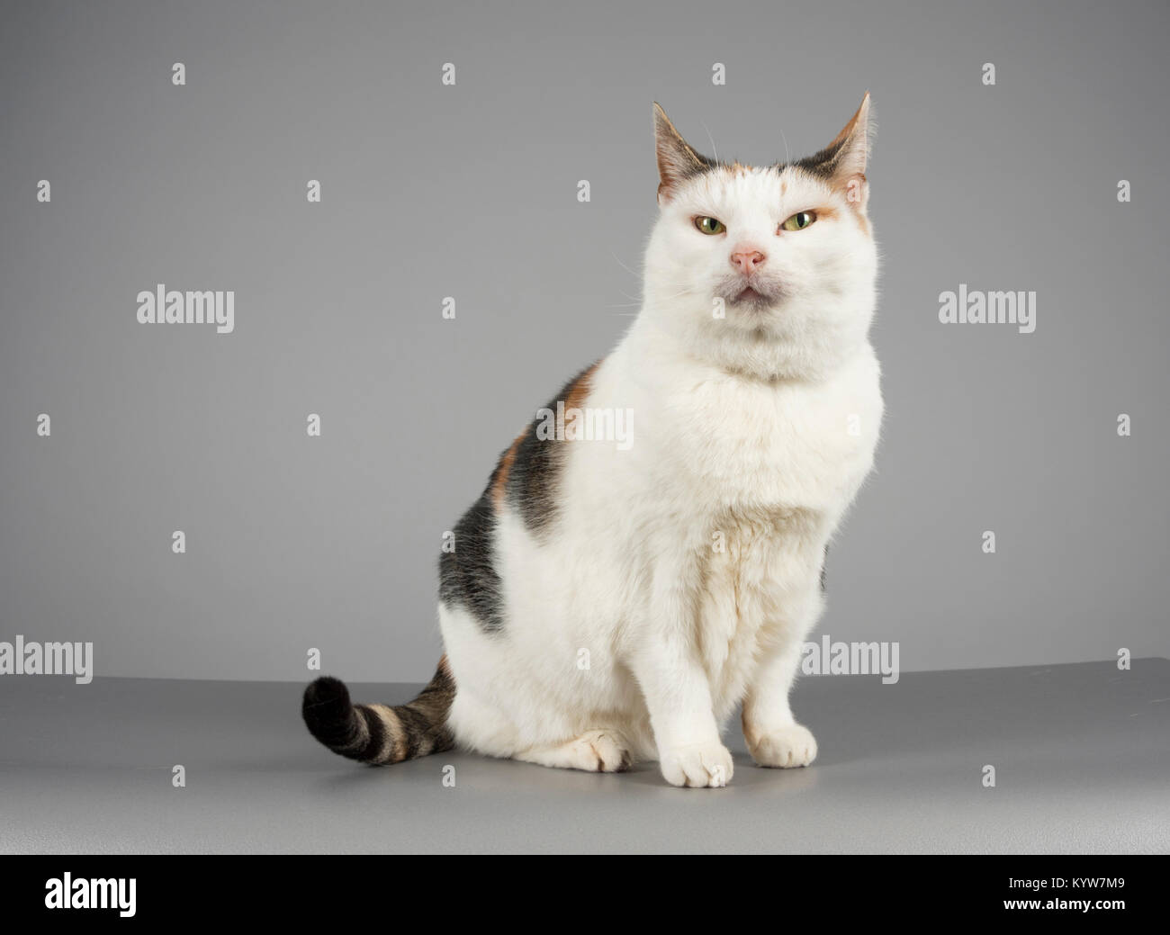 Comical cat hi-res stock photography and images - Alamy