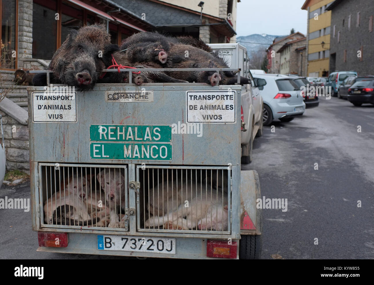 With Dead Wild Boar High Resolution Stock Photography and Images - Alamy
