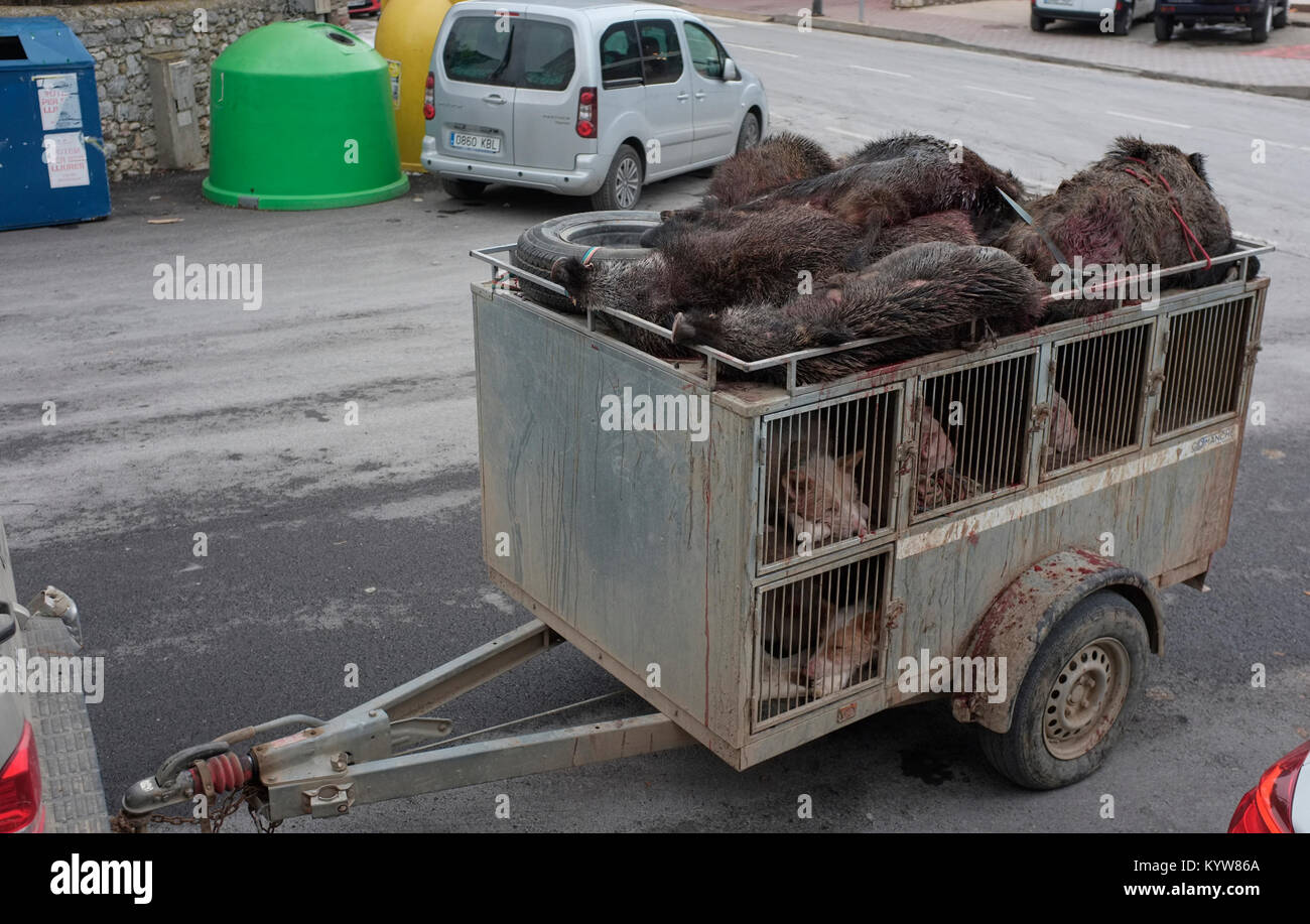 Dead Wild Boar on the back of a trailer after being hunted in the ...