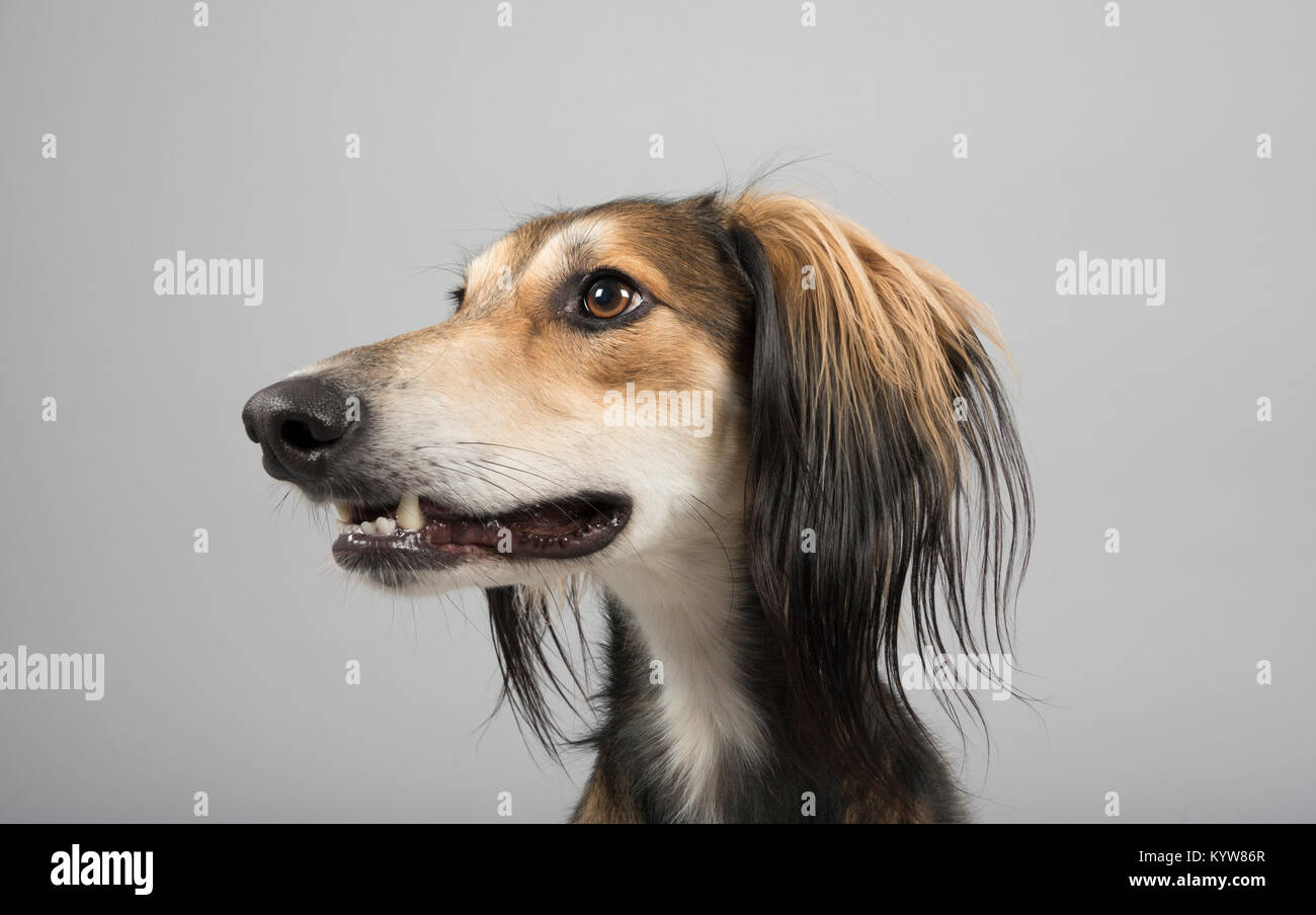Saluki portrait (female 2 years old), UK Stock Photo - Alamy
