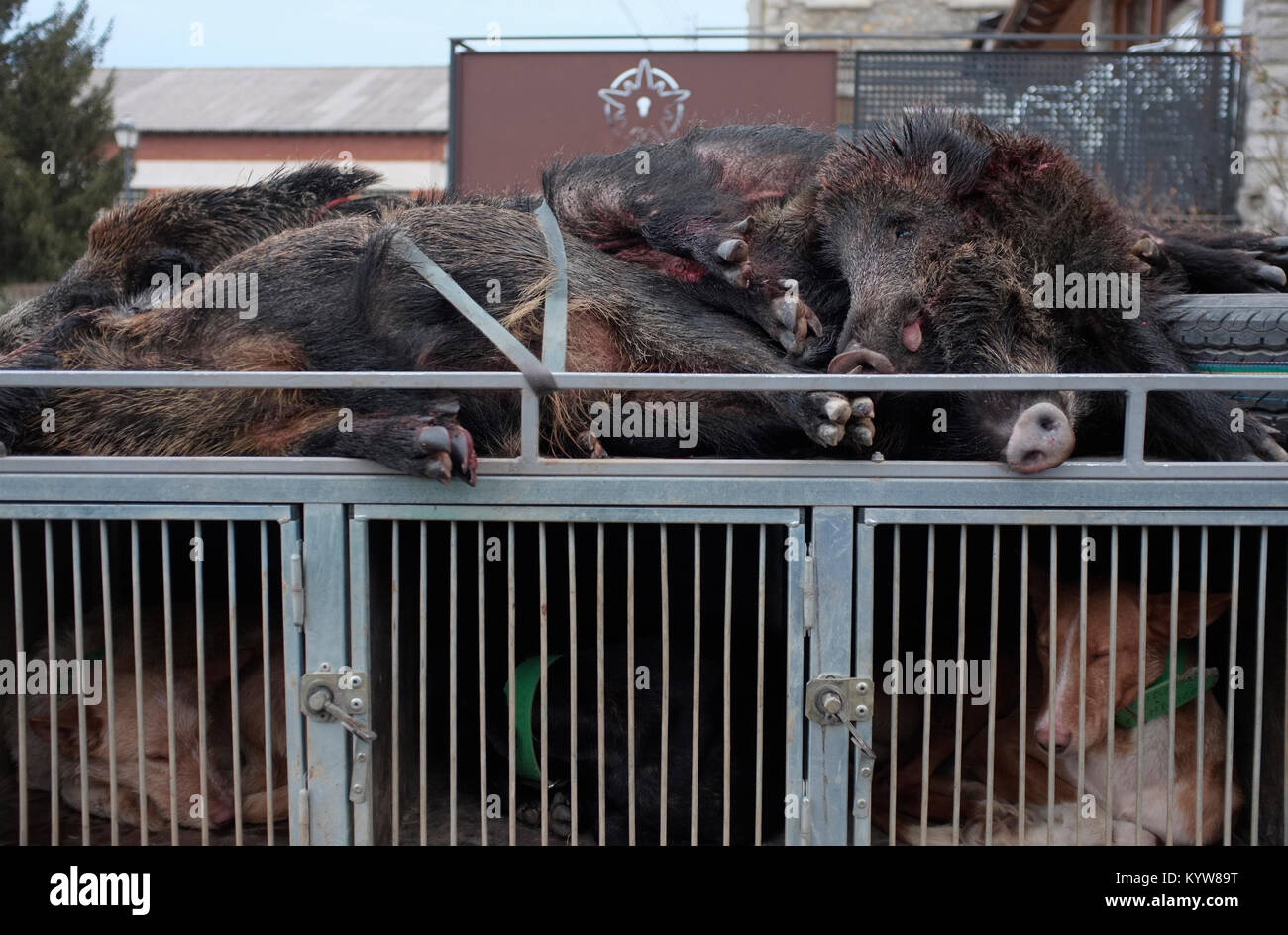 Dead Wild Boar on the back of a trailer after being hunted in the ...