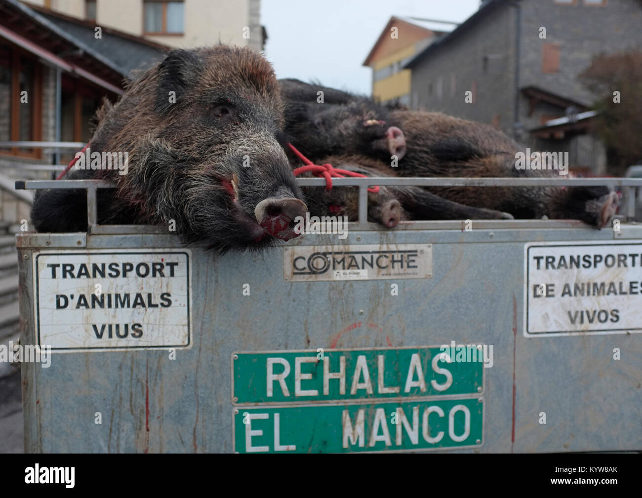 With dead wild boar hi-res stock photography and images - Alamy