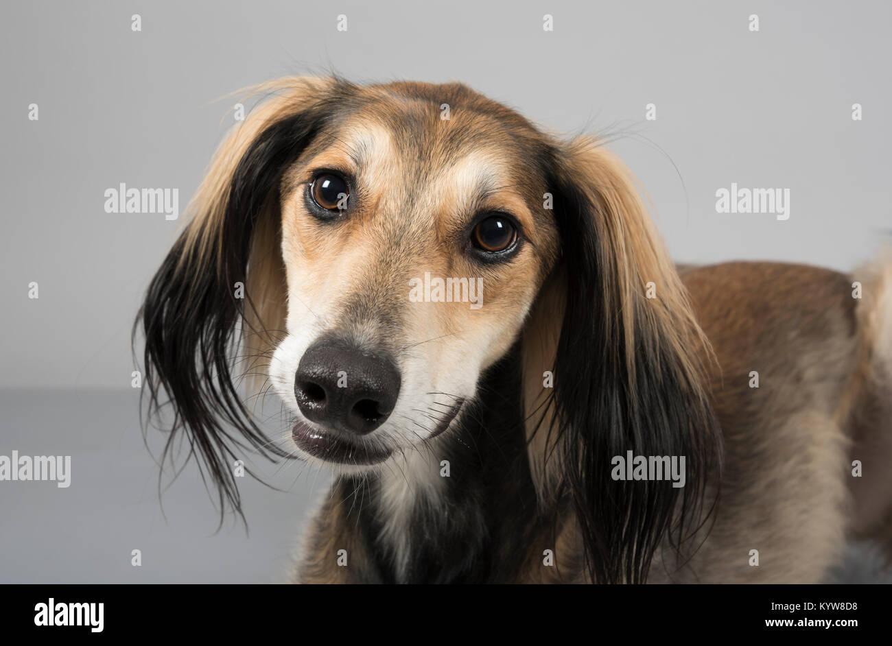 Portrait of a pet dog (Saluki, female, 2 years old) in the UK Stock ...