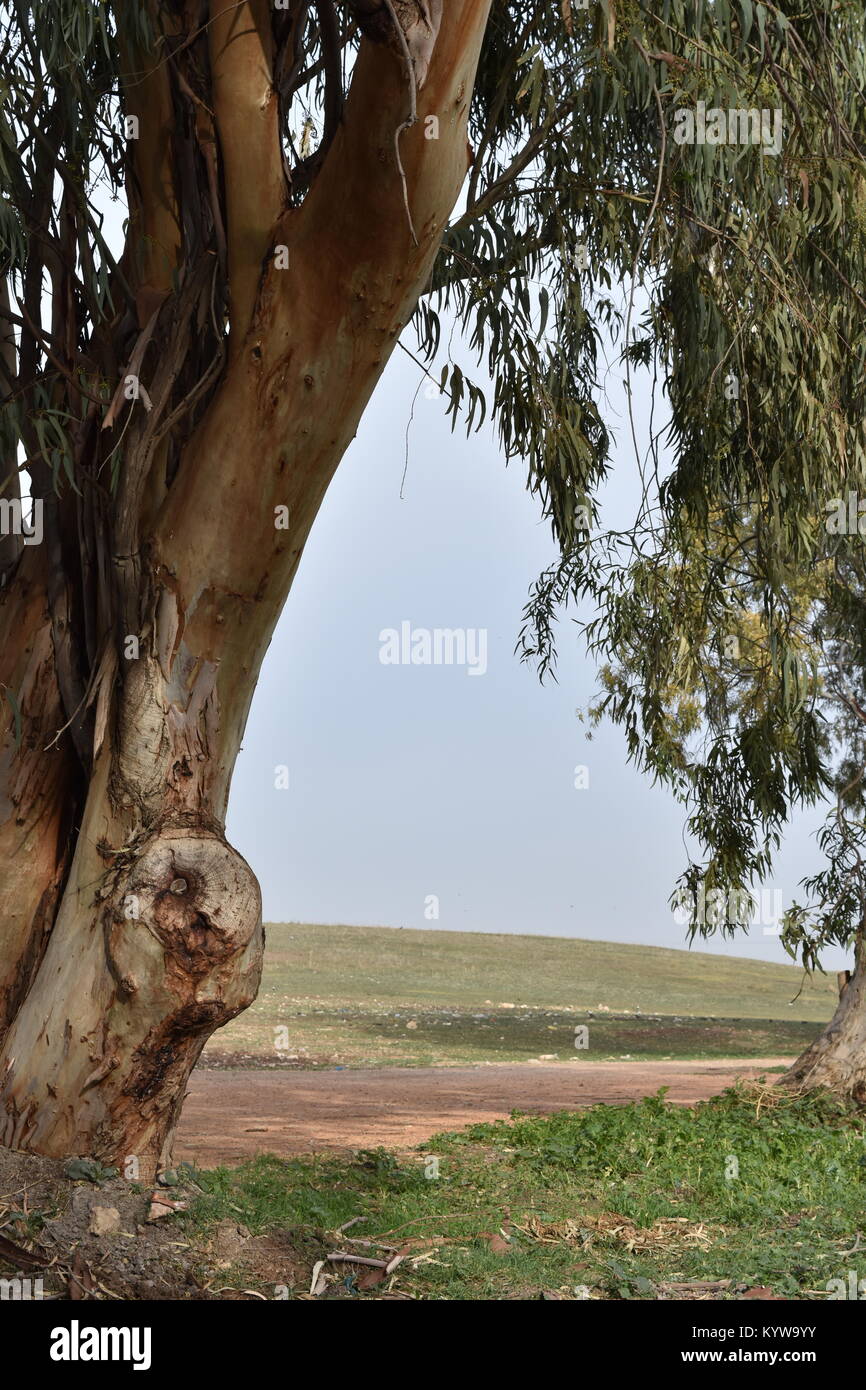 A beautiful tree Stock Photo - Alamy