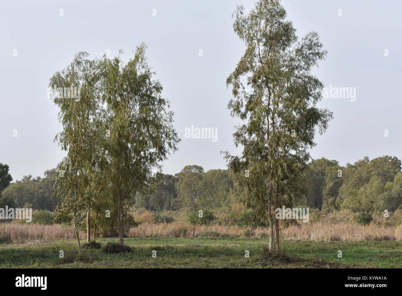 A beautiful grove Stock Photo - Alamy