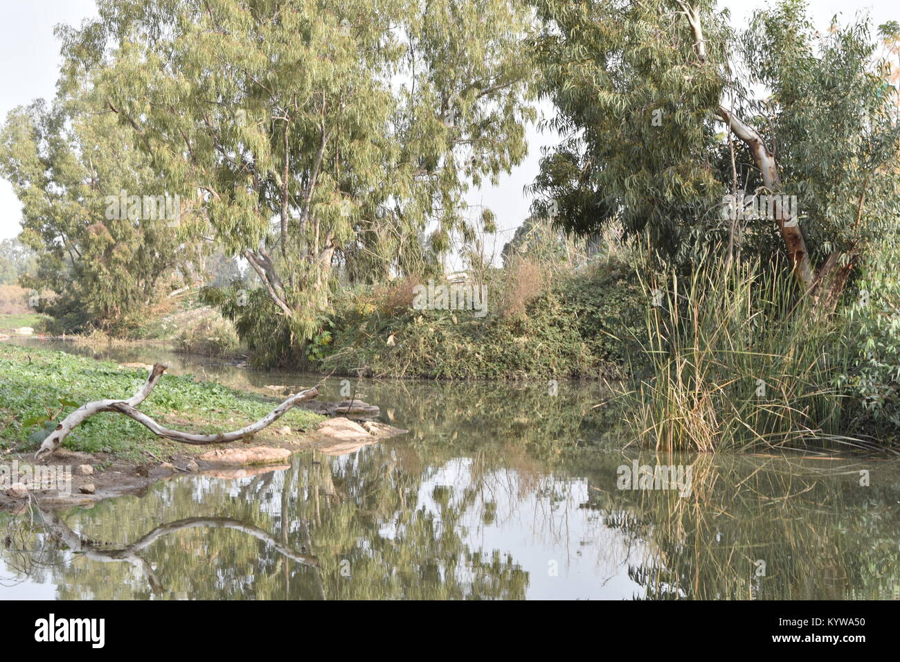Beautiful grove hi-res stock photography and images - Alamy