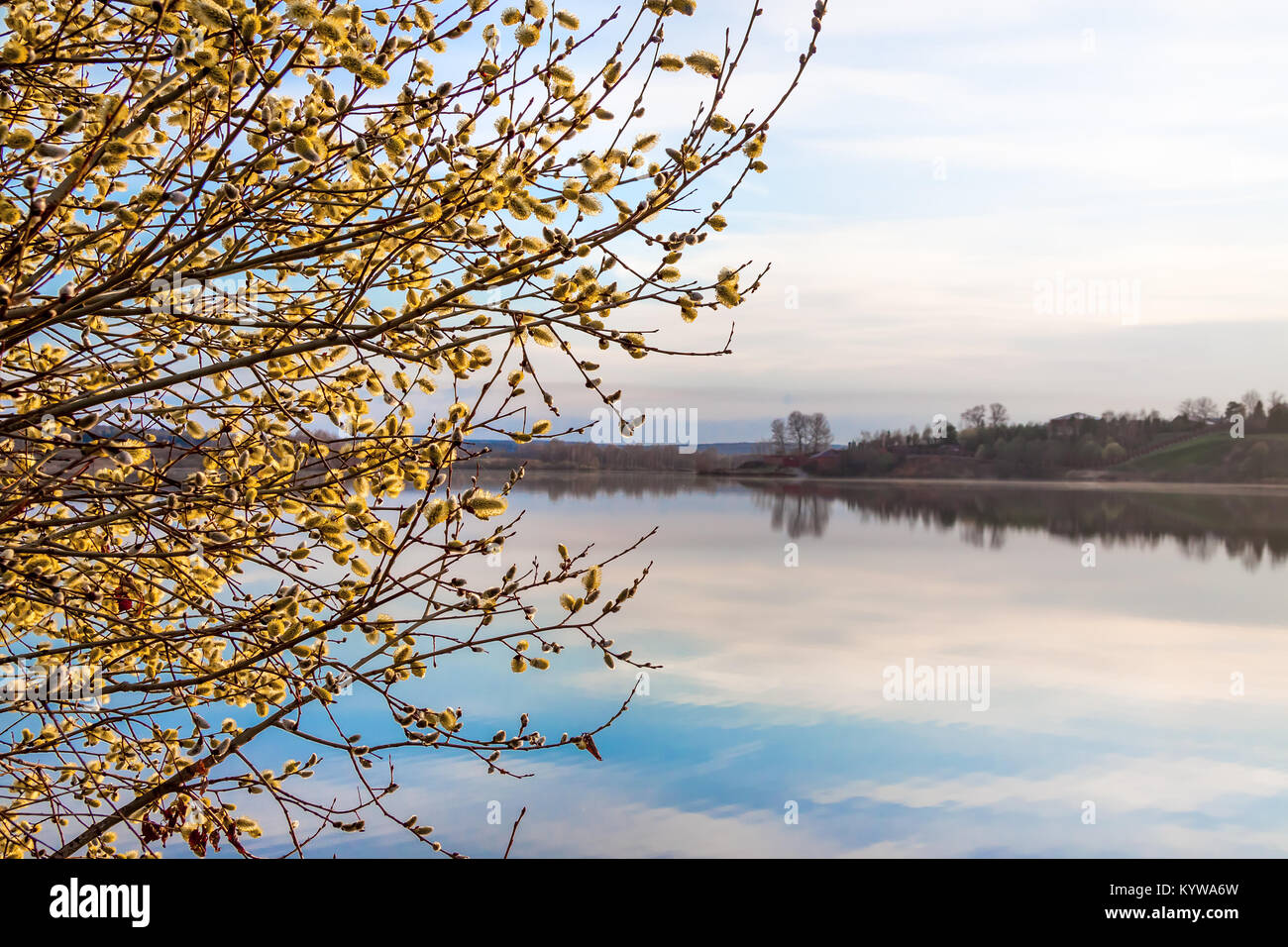 beautiful spring landscape with a blooming tree with on river ...
