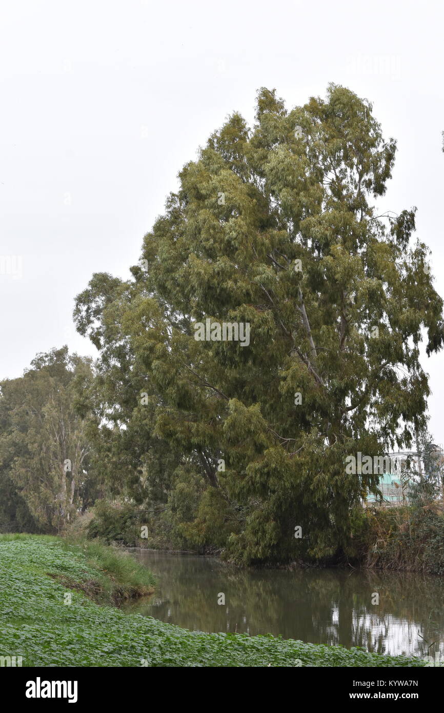 Grove of grass hi-res stock photography and images - Alamy